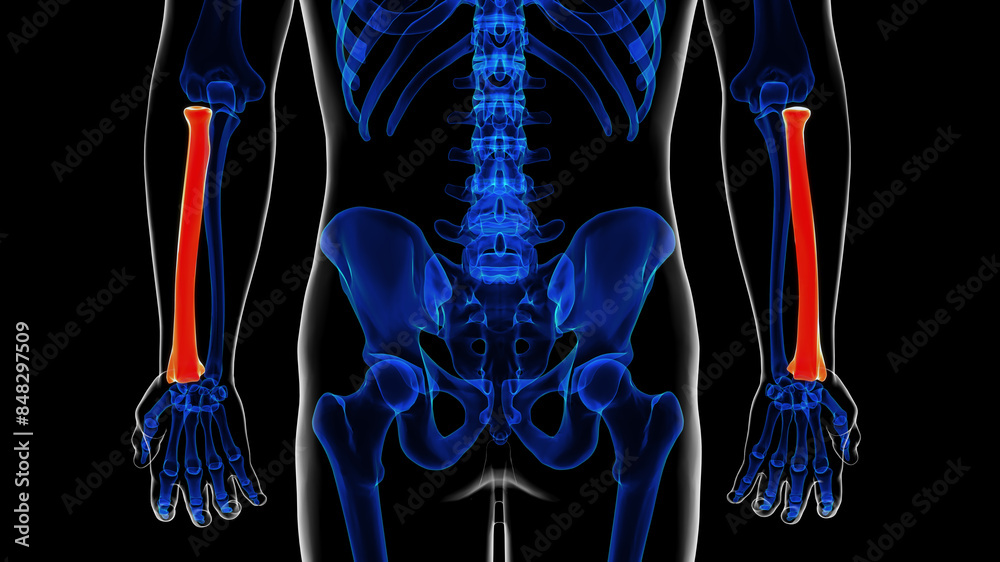 Human skeleton anatomy radius bone 3D rendering for medical concept ...