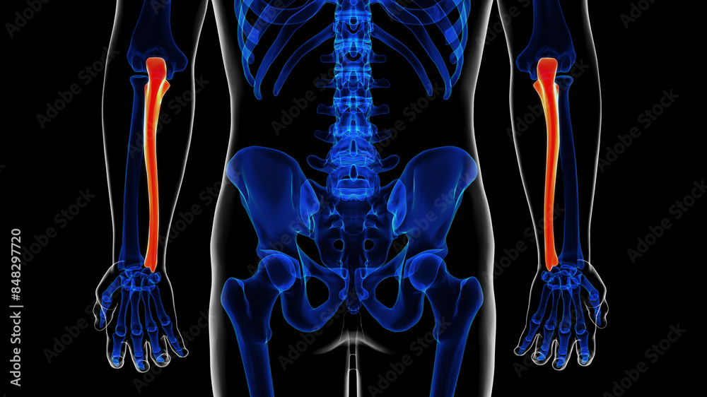 Poster Human skeleton ulna bone anatomy for medical concept 3D ...