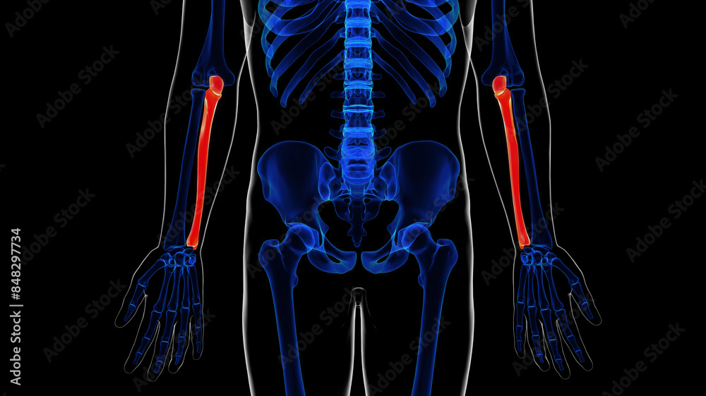 Human skeleton ulna bone anatomy for medical concept 3D rendering Stock ...