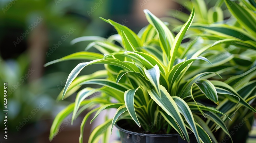 Foto de Spider Plant grown in dark containers with pointed tip leaves ...