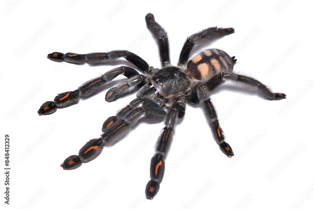 Closeup of a female of the Venezuelan suntiger spider Psalmopoeus ...