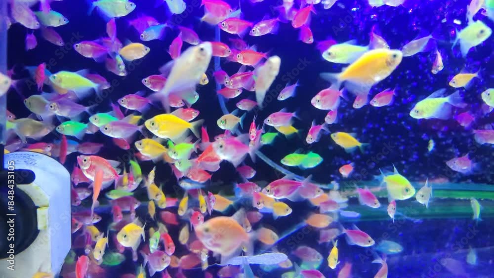 Glofish fish are known as zebrafish which originate from the Southeast ...