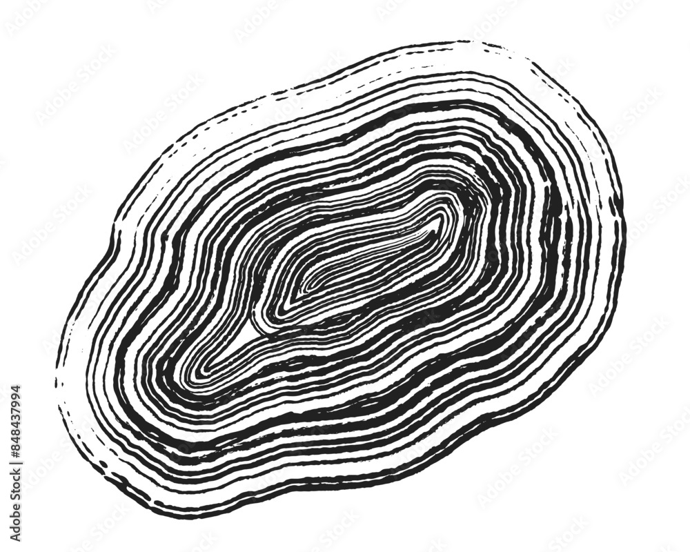 Cross section of tree stump slice with age rings. Black and white ...