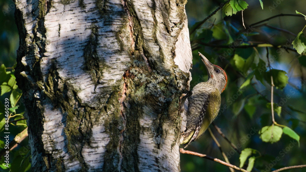 Bird Picus viridis aka European green woodpecker is climbing on the ...
