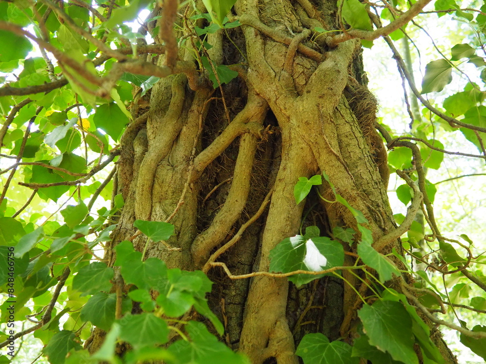 Creepers on tree branches in a European forest. Serbia, Fruska Gora ...