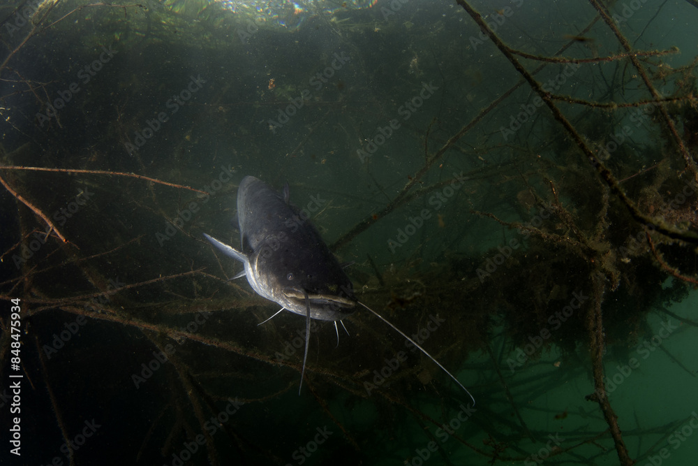 Catfish is swimming in dark water. Catfish is looking for food ...