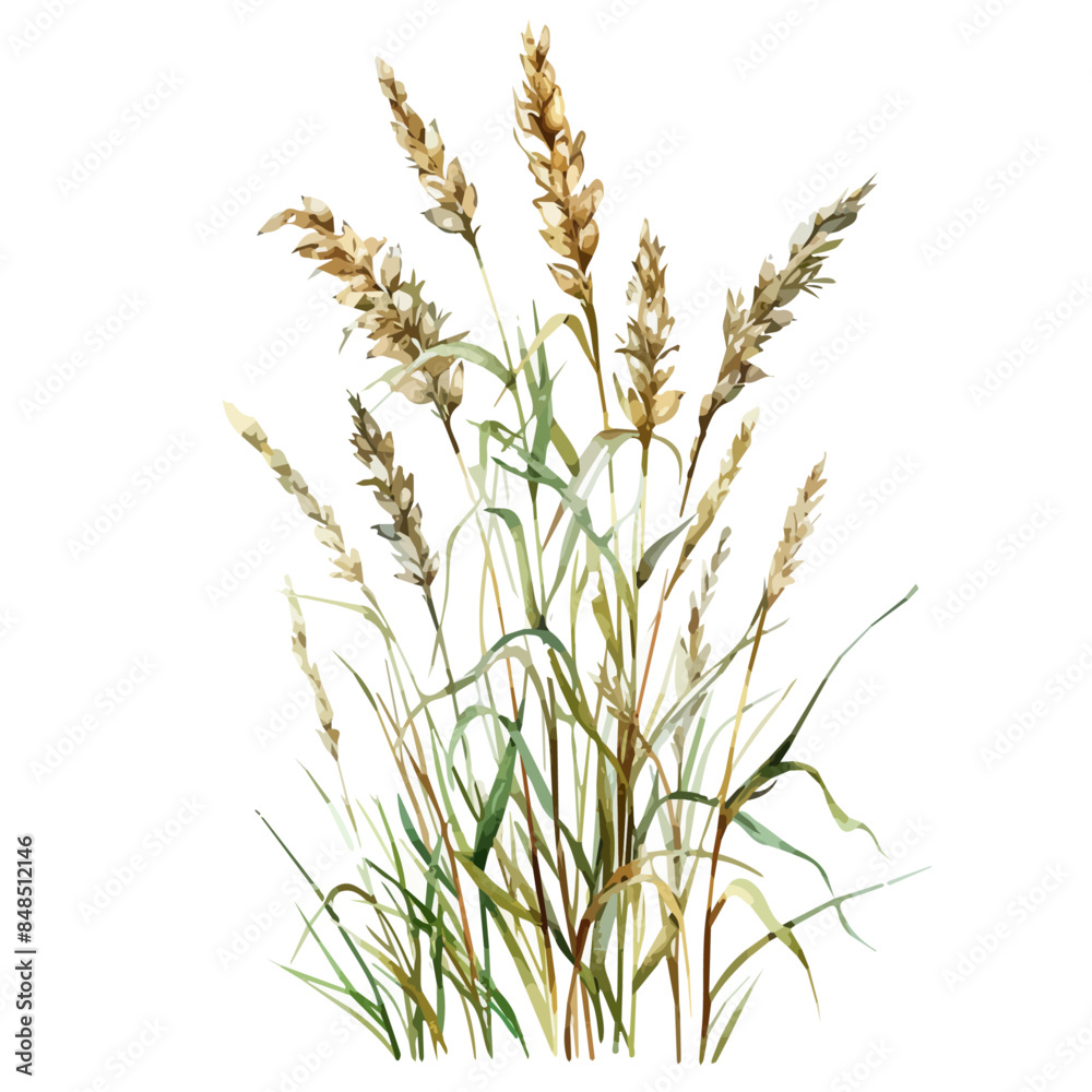 Watercolor clipart vector of holy grass, isolated on a white background ...