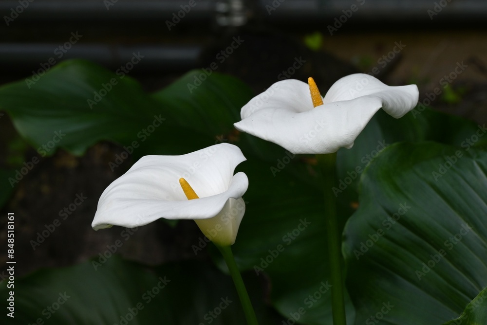 Calla lily flowers. Araceae perennial bulbous plants native to South ...