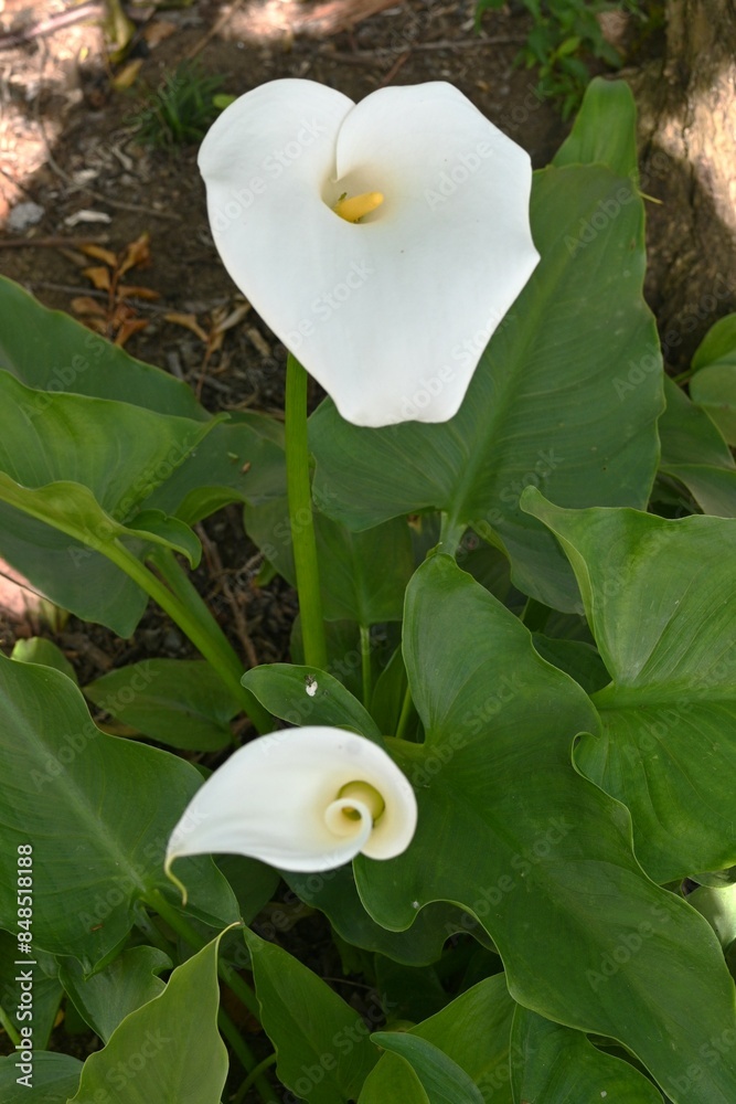 Calla lily flowers. Araceae perennial bulbous plants native to South ...