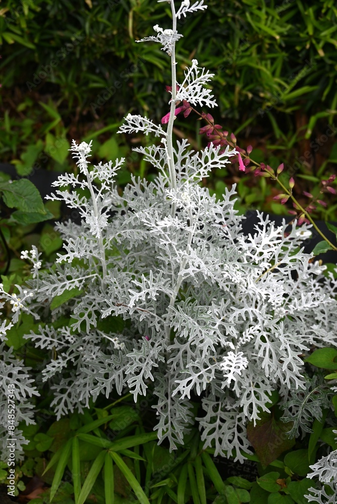 Dusty miller ( Senecio cineraria ) flowers. Asteraceae perennial plants ...