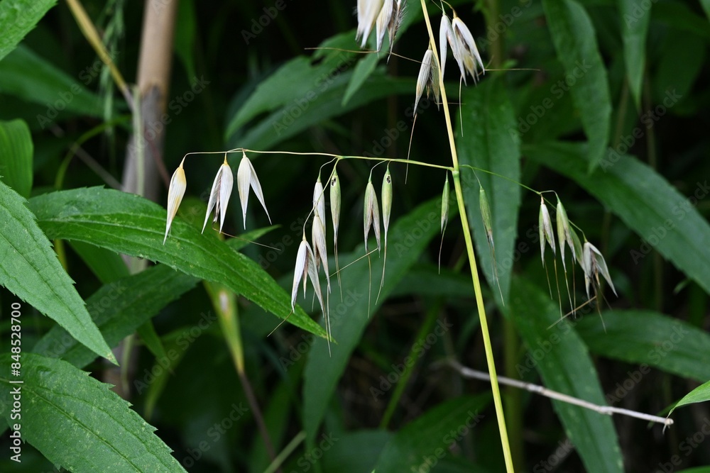 Wild oat (Avena fatua). Poaceae winter annual weed . A weed that grows ...