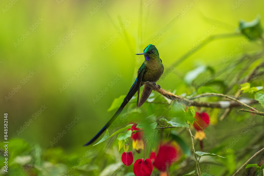 Violet-tailed Sylph - Aglaiocercus coelestis, beautiful long tailed ...