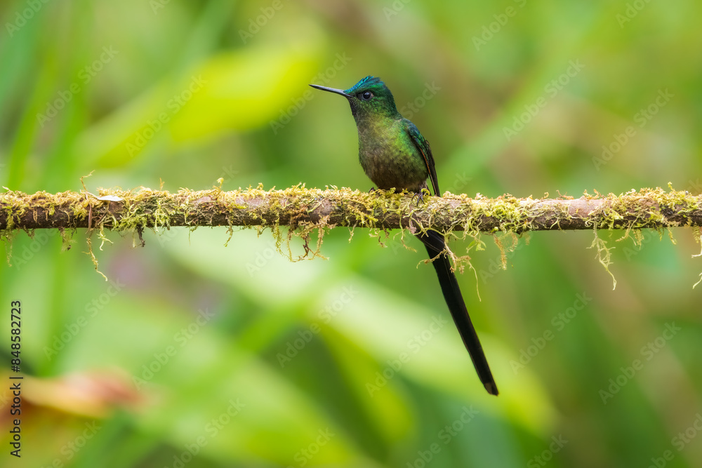 Violet-tailed Sylph - Aglaiocercus coelestis, beautiful long tailed ...