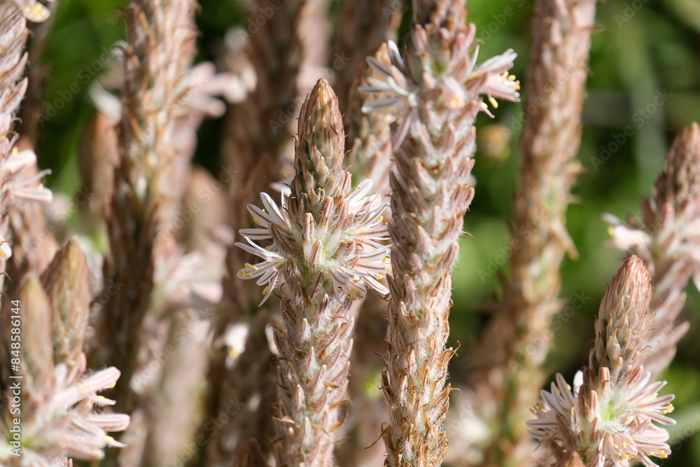 Flowering perennial geophyte Trachyandra falcata (lat. - Trachyandra ...