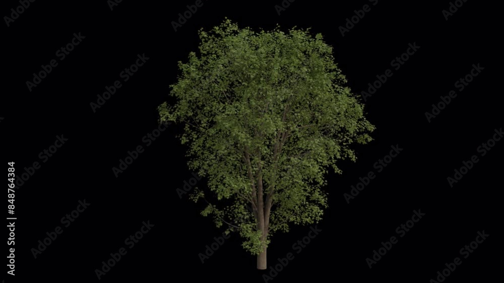 Sycamore Maple Tree blowing in the wind. Wind blows the Acer ...