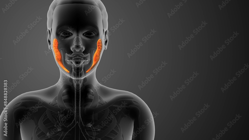 Parotid gland anatomy medical concpt Stock Illustration | Adobe Stock