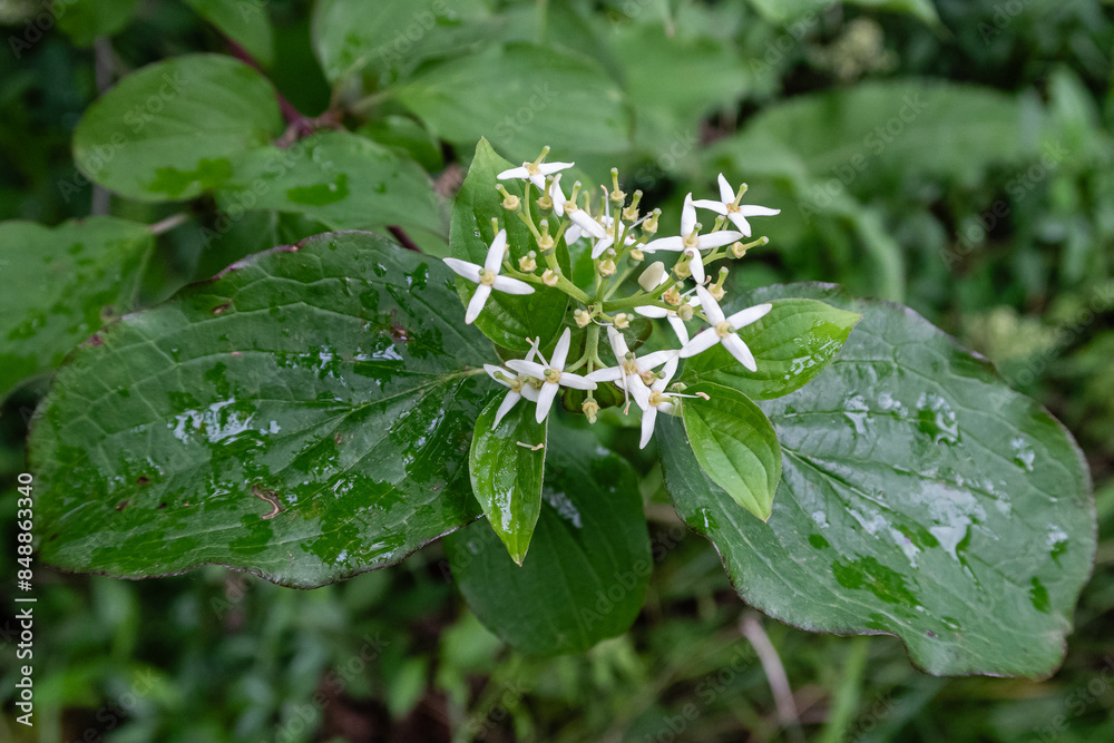 Cornus sanguinea. Dogwood, sanguine or sanguiño. Shrub with flowers ...