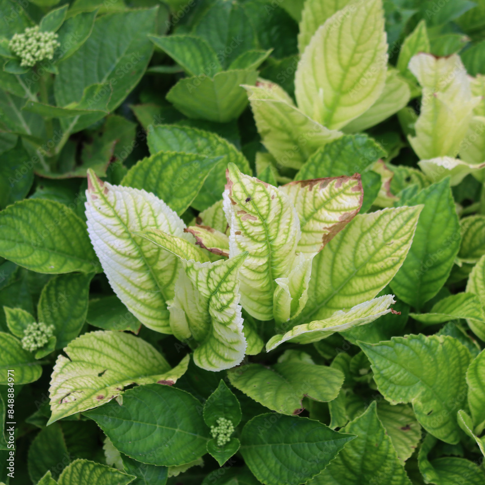 Close-up of iron chlorosis disease on hydrangea leaves. Hydrangea ...