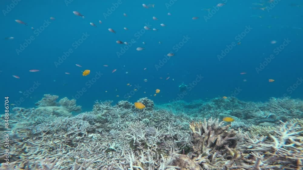A free diver swims towards the camera over the diverse coral reef ...