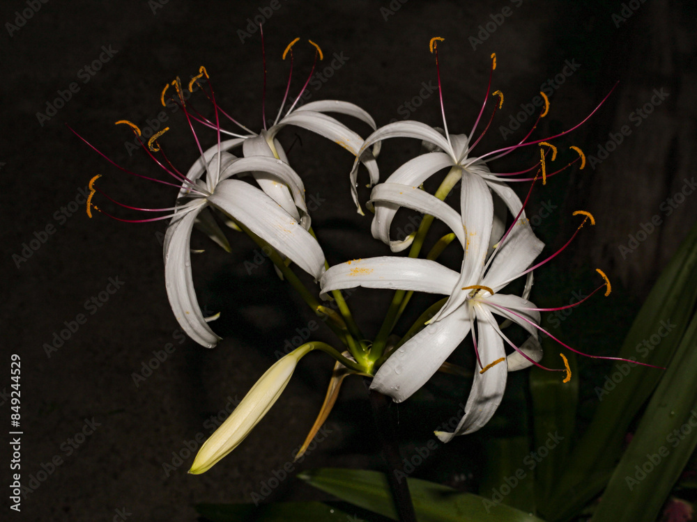 Crinum americanum, a white tropical flower with long, thin petals, an ...
