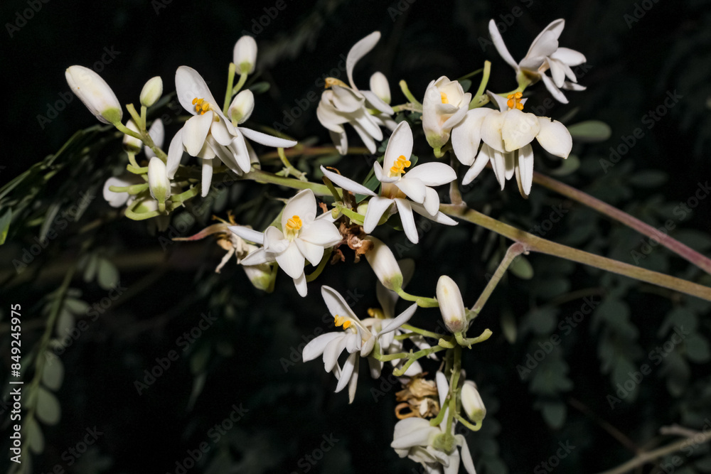 Beautiful white flowers of Moringa Oleifera on the tree of the ...