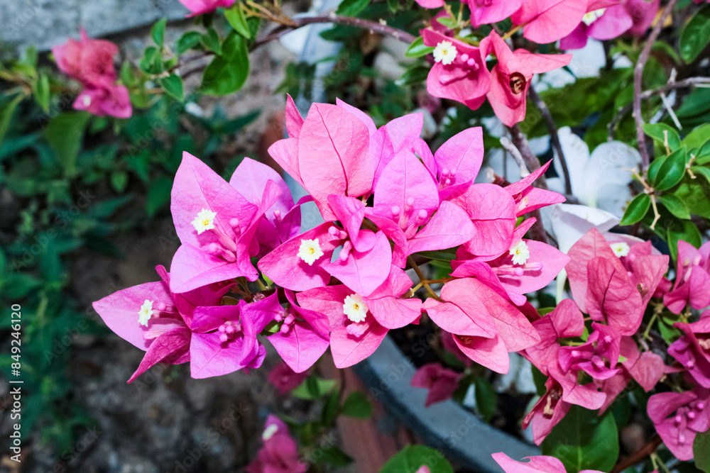 Bougainvillea, a genus of vine, shrub and thorny ornamental tree ...