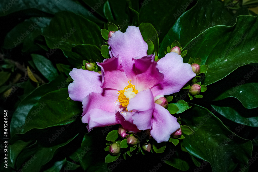 Flower of Pereskia aculeata, popularly known as ora-pro-nóbis (from the ...