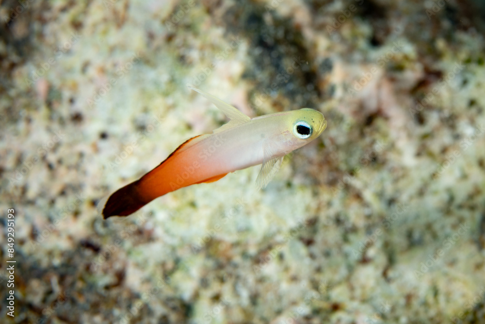 A Fire dartfish, Nemateleotris magnifica, hovers above a coral reef in ...