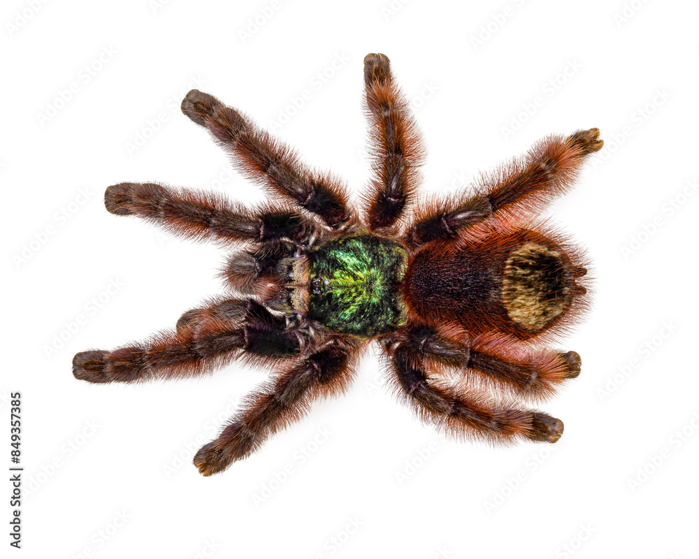 Colorful Caribena Versicolor aka Antilles pinktoe tarantula. Top view ...