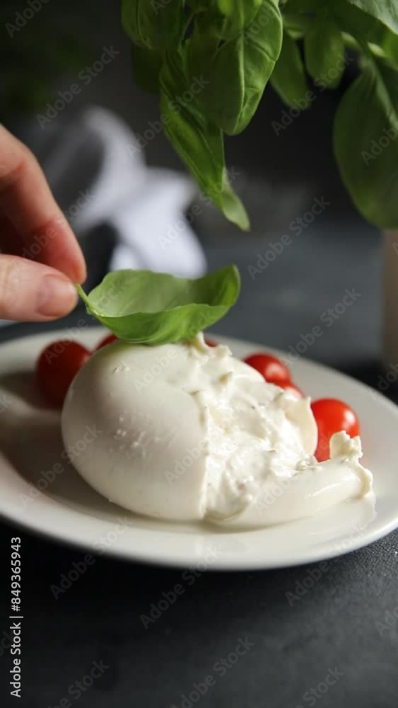 burrata cheese buffalo burrata appetizer meal food snack on the table ...