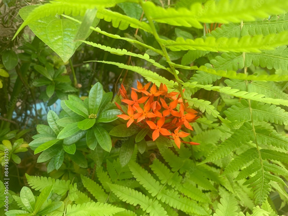 Red needle flower refreshing tropical flower, home garden flower in ...