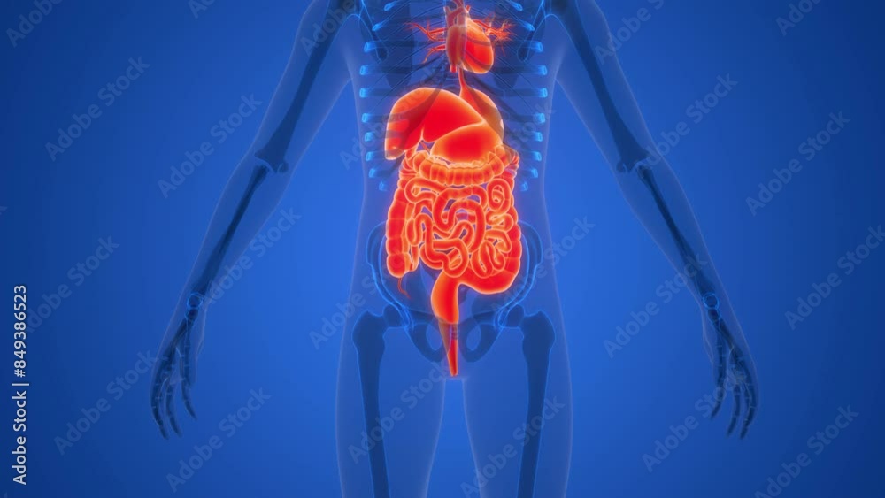 Human Internal Organs Digestive System with Heartbeat Anatomy Animation ...