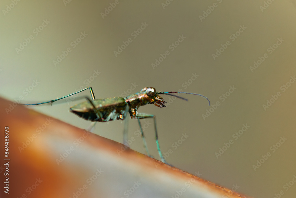 Detailed view of a tiger beetle(Cylindera kaleea angulimaculata) with ...