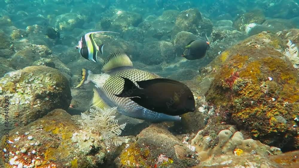 Big tropical fish titan triggerfish, angel fish, damselfish and moorish ...