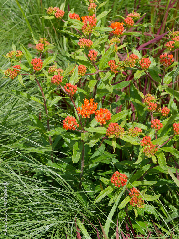 Asclepias tuberosa (Butterfly Weed). A bushy plant with flamboyant ...