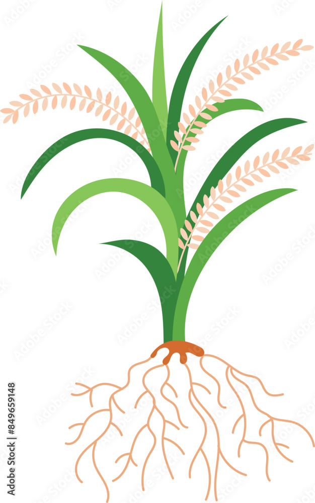 Rice plant illustration showing green leaves roots. Detailed rice crop ...