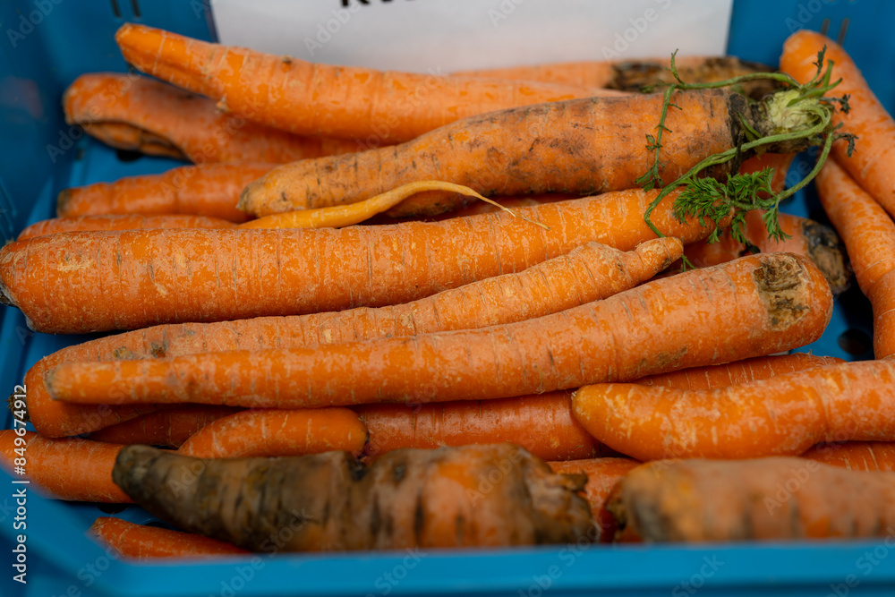Different types and sizes of non standard orange carrots in plastic box ...