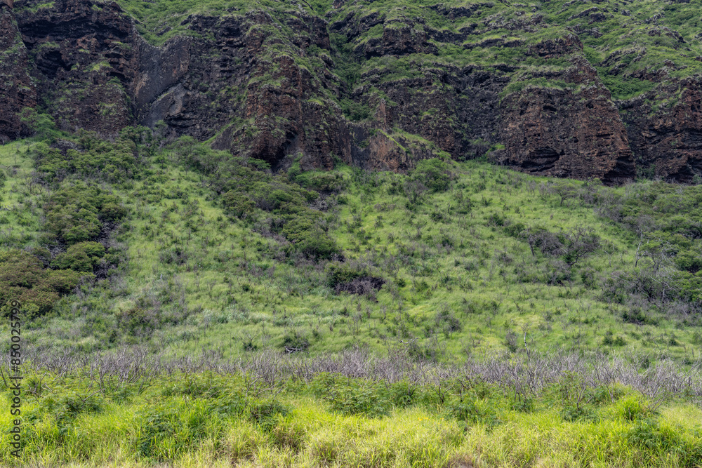The Hawaiian tropical low shrublands are a tropical savanna ecoregion ...