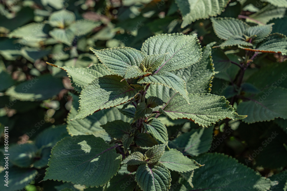 Perilla frutescens, also called deulkkae or Korean perilla,is a species ...