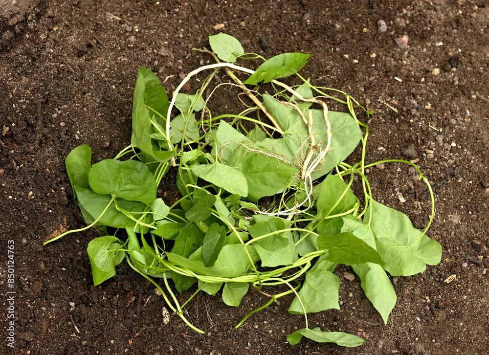 Field bindweed, lat. Convolvulus arvensis pulled from the ground with ...