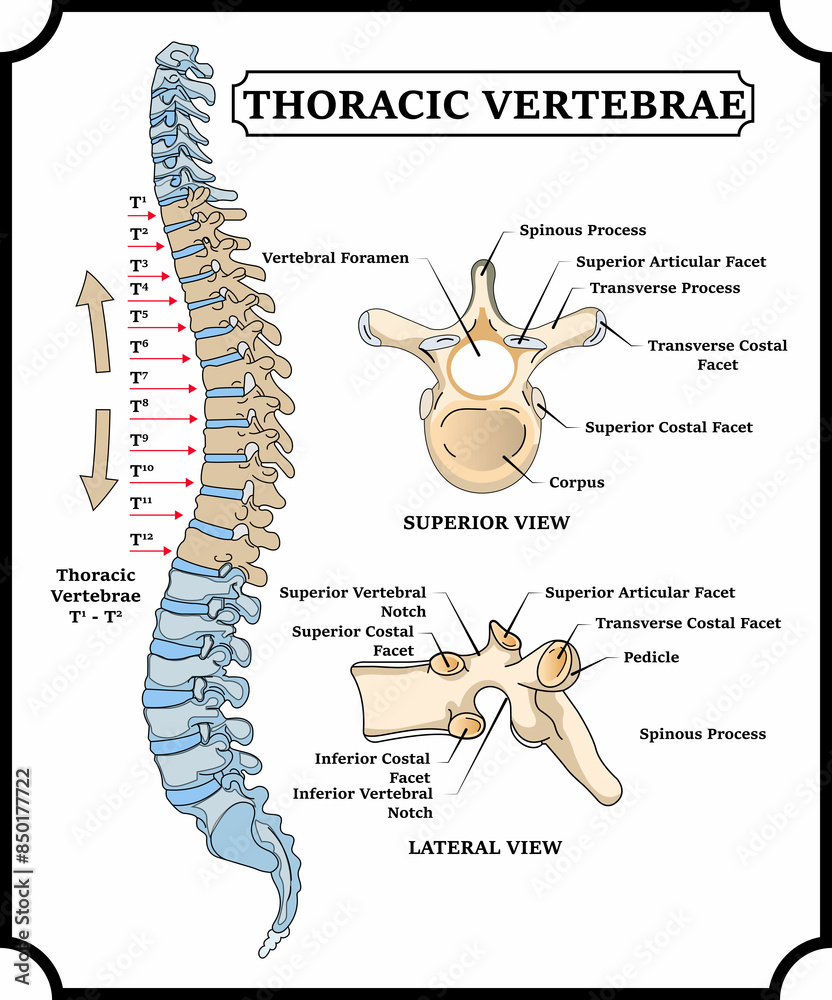 Thoracic vertebrae diagram, Outlined diagram of Thoracic vertebrae ...