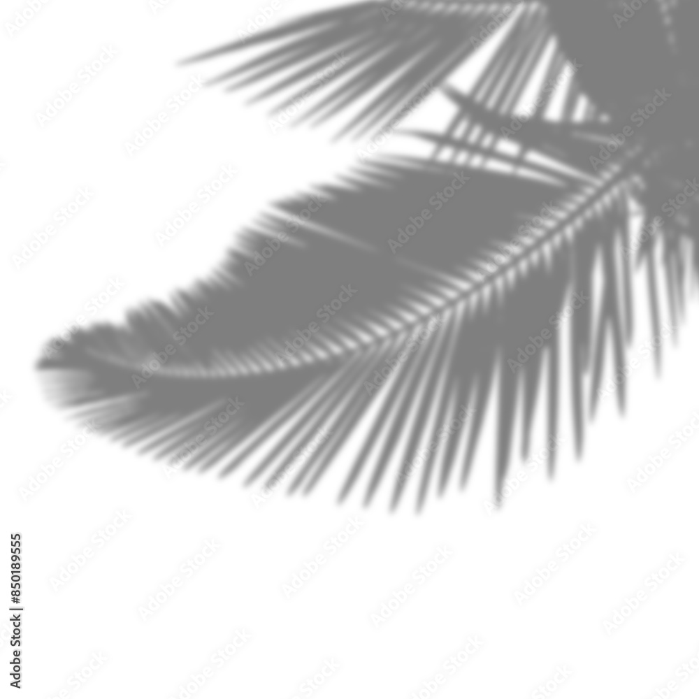 Shadow of palm tree branch isolated on transparent background. Tropical ...