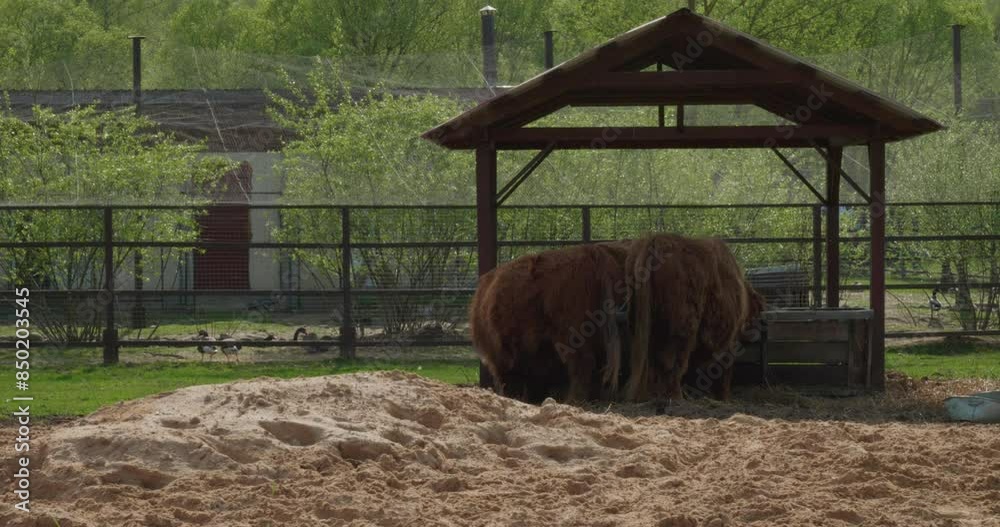 View From A Distance Of A Herd Of Highland Cows Eating Hay From The