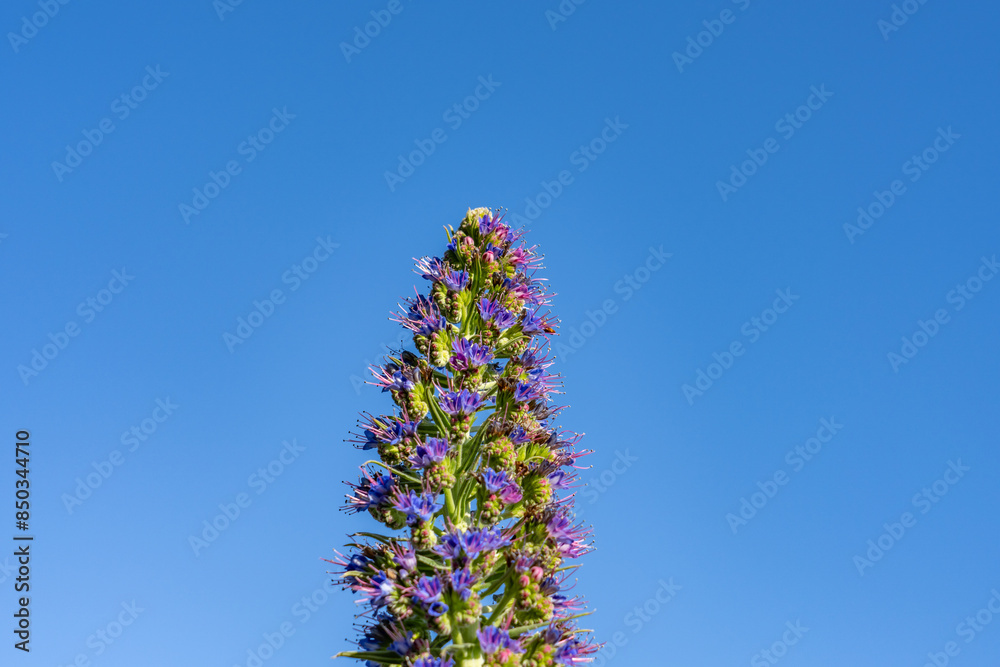 Echium candicans, the 'Pride of Madeira', flowering plant in the family ...