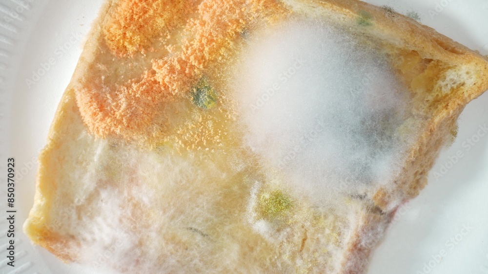 A slice of bread, once fresh, now hosts a grotesque display of mold ...