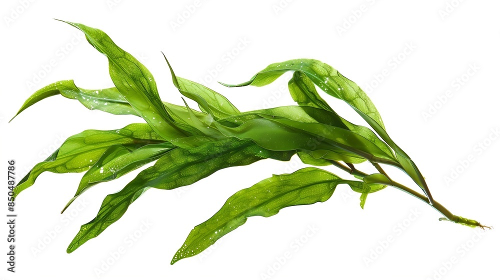 Aquatic plant java fern microsorum pteropus narrow isolated on white ...