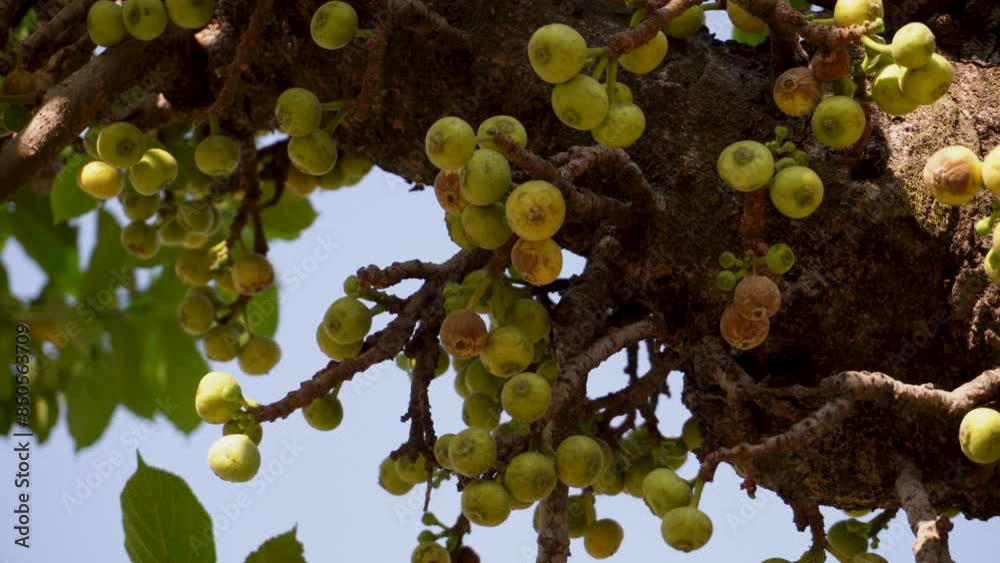 Ficus racemosa, also known as the cluster fig, red river fig, or gular ...