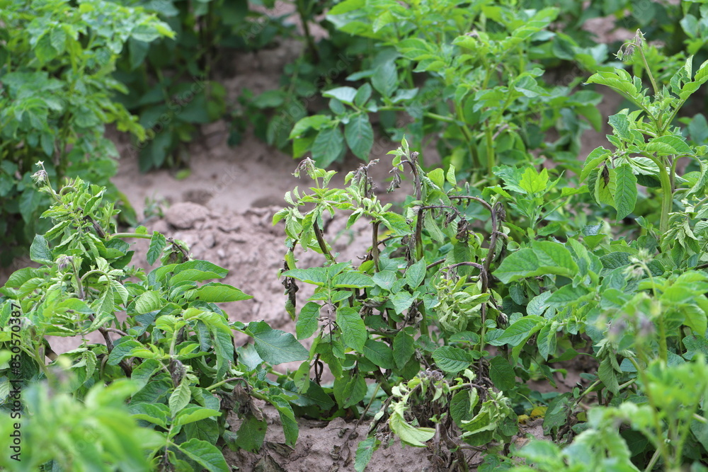 Potato blight or late blight is serious potato and tomato disease causes by a fungus-like ...