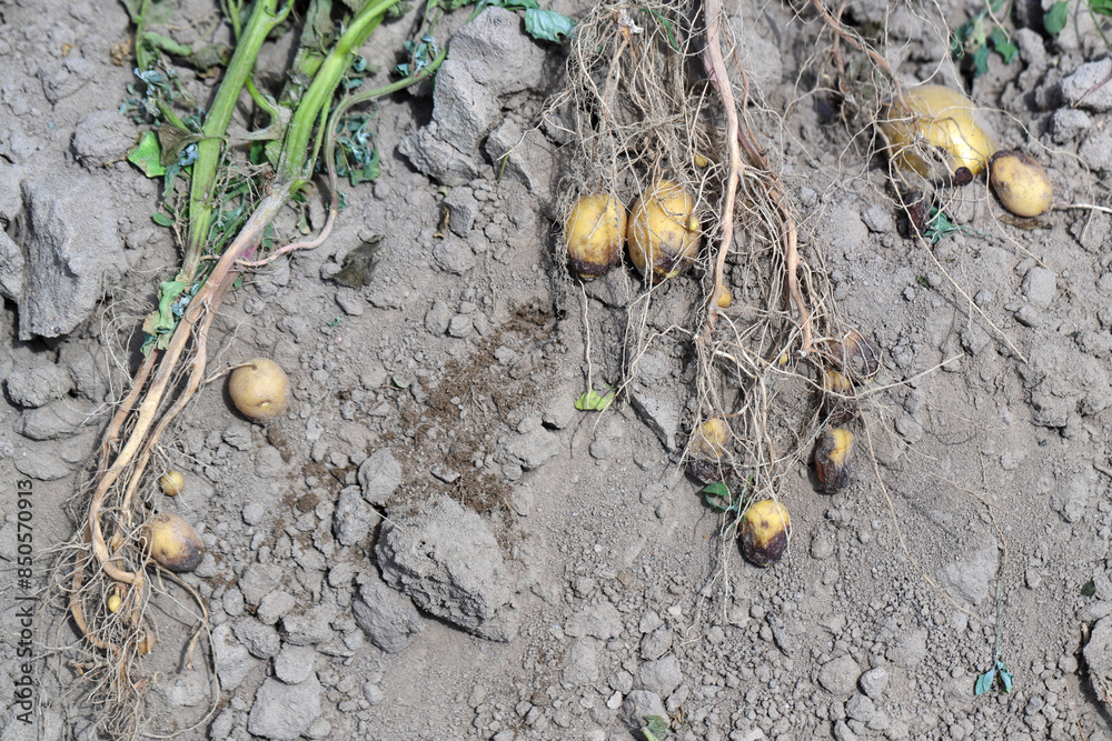 Foto de Potato blight or late blight is serious potato and tomato ...