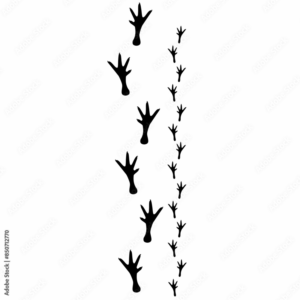 Vector silhouette of chicken footprints on white background. Mother hen ...